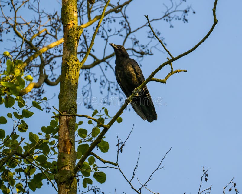 Perching Hich Stock Photos - Free & Royalty-Free Stock Photos from ...