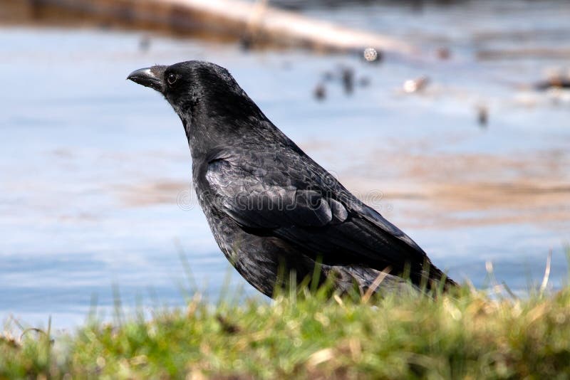 Black Carrion Crow stock image. Image of look, dark - 144856795