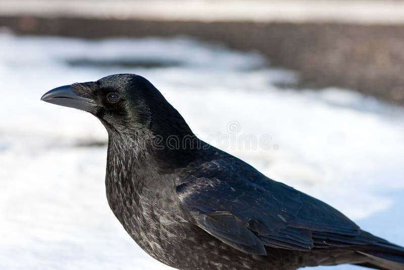 Crow Profile Picture. Image: 83016893