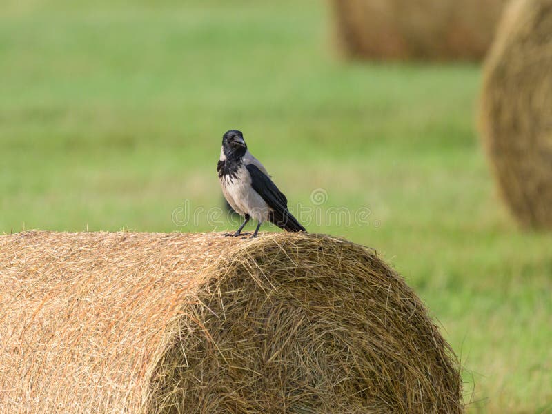 A Carrion Crow Sitting on a Bale of Straw Stock Photo - Image of beauty ...