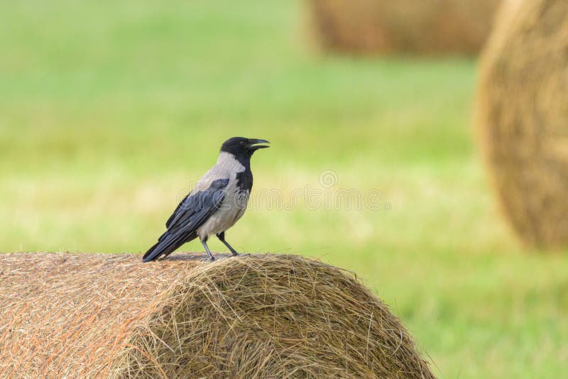 A Carrion Crow Sitting on a Bale of Straw Stock Image - Image of meadow ...