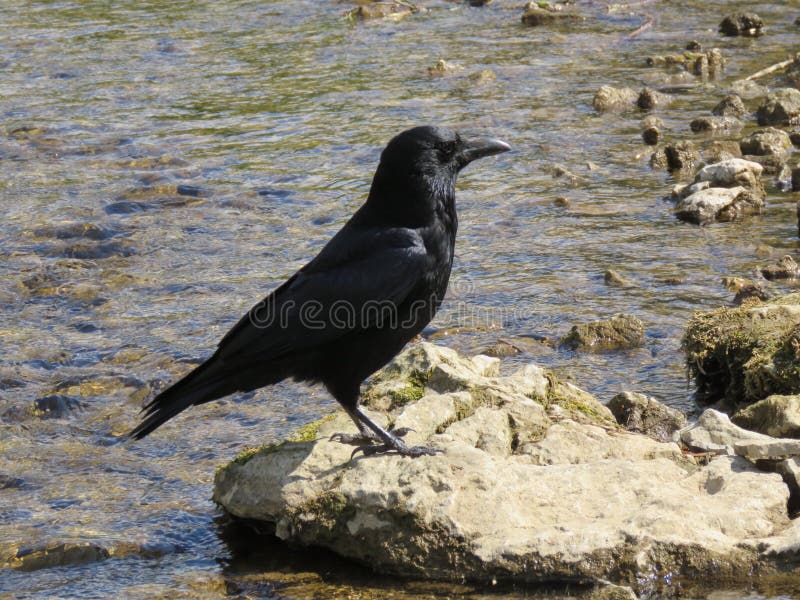 Tame Crow, Looking Curiously Stock Image - Image of emsland, crow: 65862501
