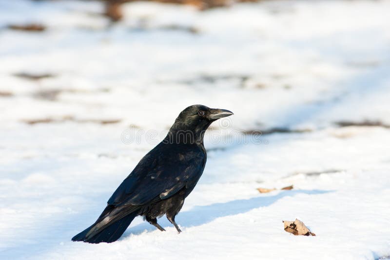 Carrion Crow in Winter Snow Stock Image - Image of looking, wild: 22776927