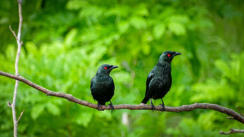 Carrion Crows Hanging on Branch of Tree. Crows are Extremely ...