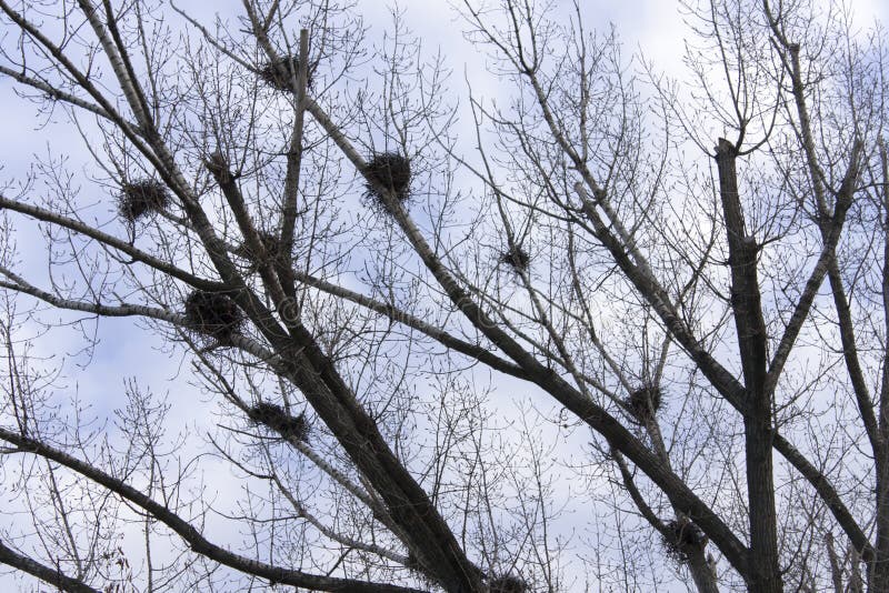 Carrion Crows of a Nest on Branches of Young Birches. Spring Landscape ...