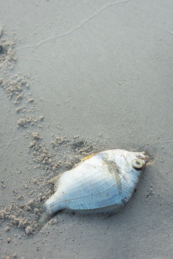 Carrion of Fish on the Seashore Stock Image - Image of death, died ...