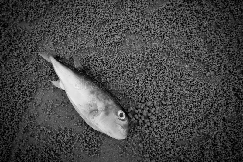 Carrion of Fish on the Seashore Stock Image - Image of life, fish ...