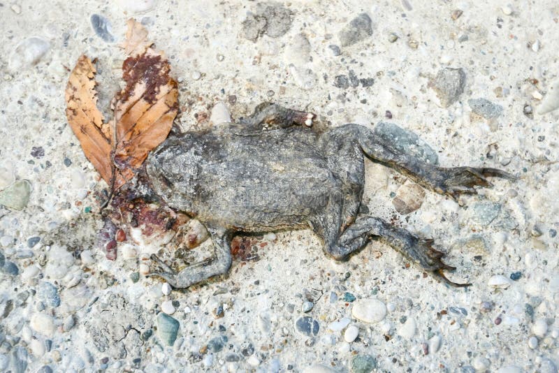Carrion Dead Frog Stock Photos - Free & Royalty-Free Stock Photos from ...