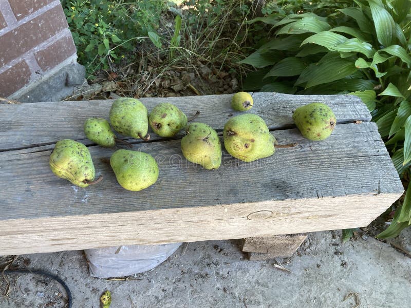 Carrion pears lie on a log stock photo. Image of pear - 331537100