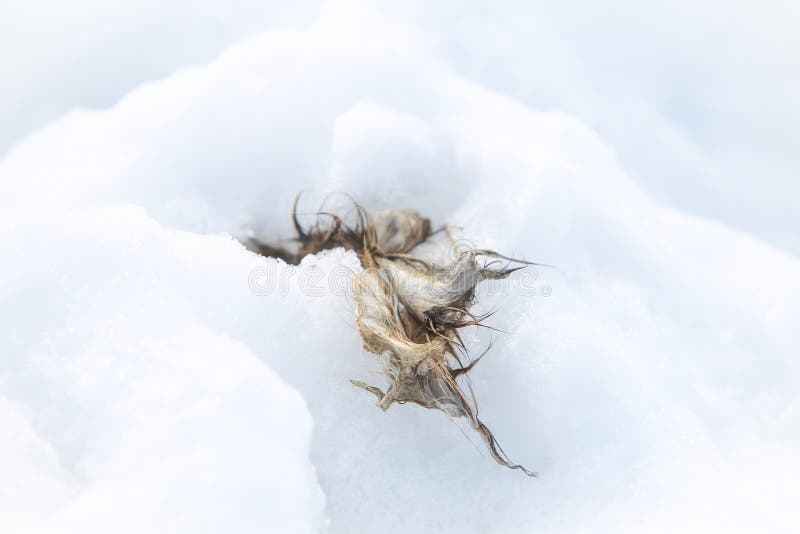 Carrion in snow stock photo. Image of decompose, skin - 69375576