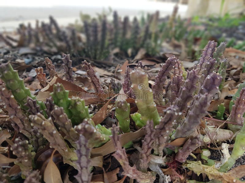 Carrion succulent stock image. Image of desert, carrion - 113486939