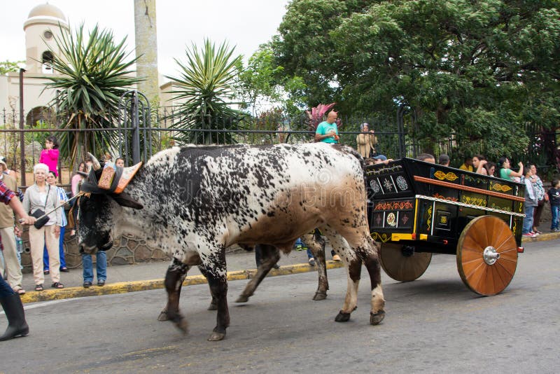 Buey-carro de Costa Rica imagen de archivo editorial. Imagen de ...