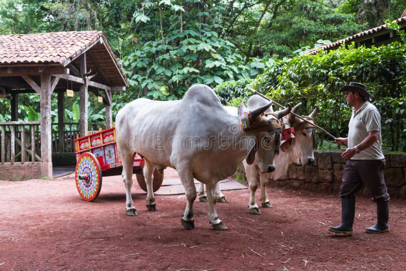Carro Del Buey De Costa Rican Foto de archivo editorial - Imagen de ...