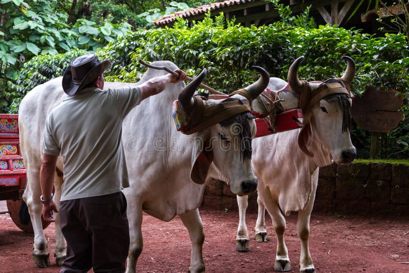 Carro Del Buey De Costa Rican Imagen editorial - Imagen de granja ...