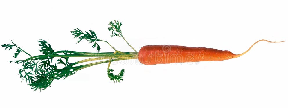 Carrot stock image. Image of roots, vitamine, ingredients - 10707