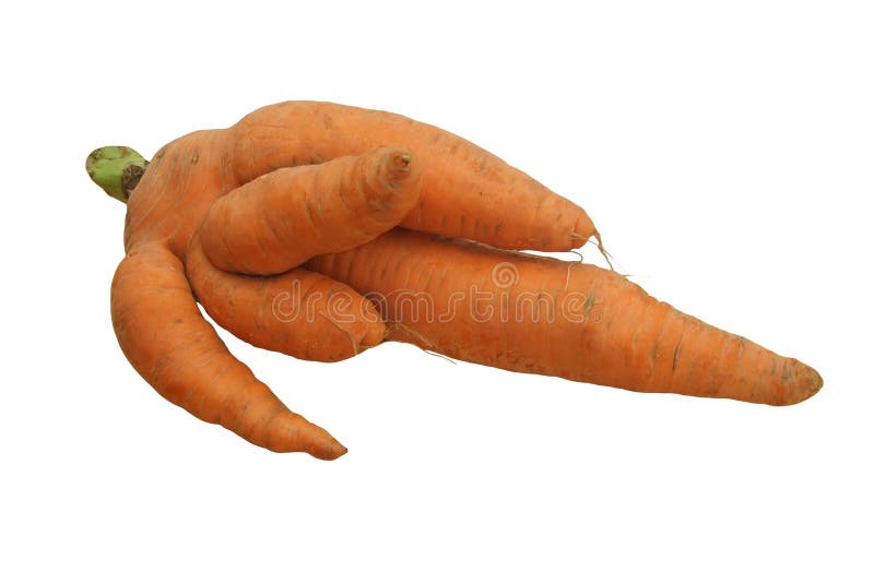 Strange carrot stock image. Image of bizarre, macro, objects - 35726709