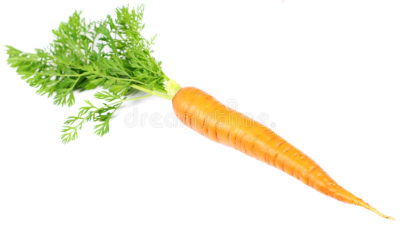 Carrot stock image. Image of plant, flower, organic, carrot - 3585447