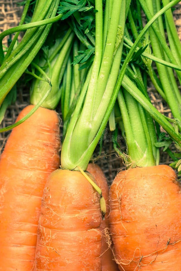 Carrot stock photo. Image of organic, produce, leaf, fresh - 24400722