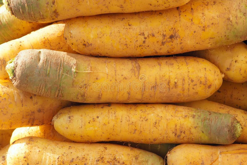 Carrot stock photo. Image of vegetable, yellow, macro - 27296112