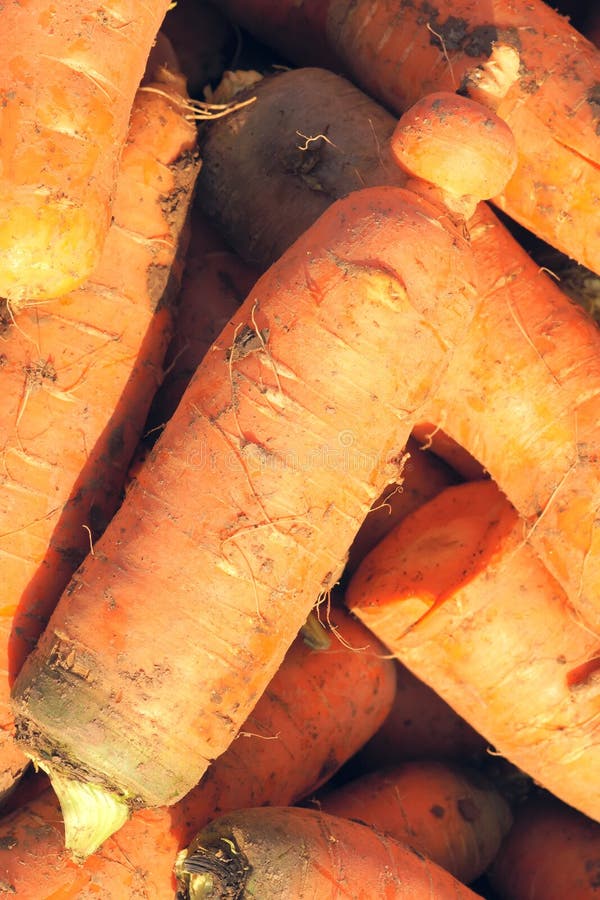 Carrot stock image. Image of vegetable, food, greenstuffs - 27296141