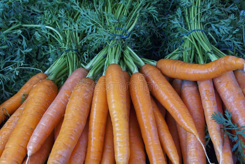 Carrot bunch stock image. Image of garden, orange, harvesting - 75588395