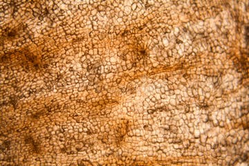 Carrot Cells at the Microscope Stock Photo - Image of microscopic ...