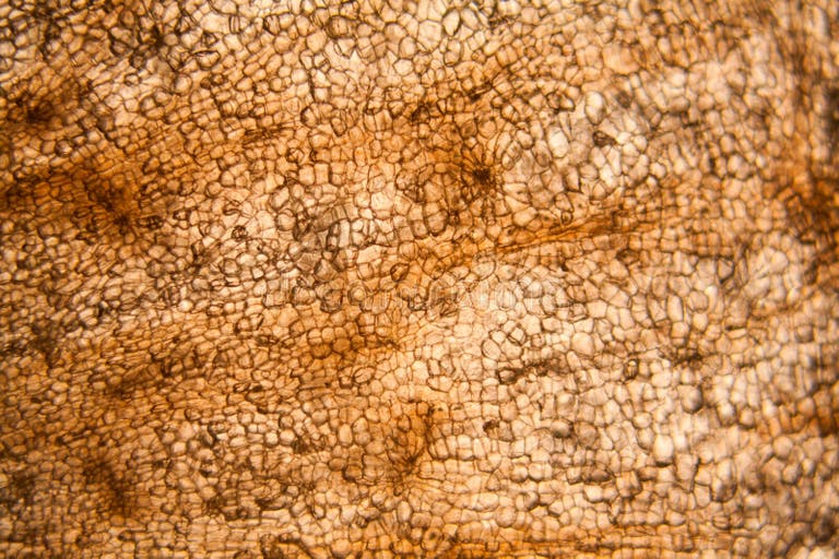 Carrot Cells at the Microscope Stock Photo - Image of microscopic ...