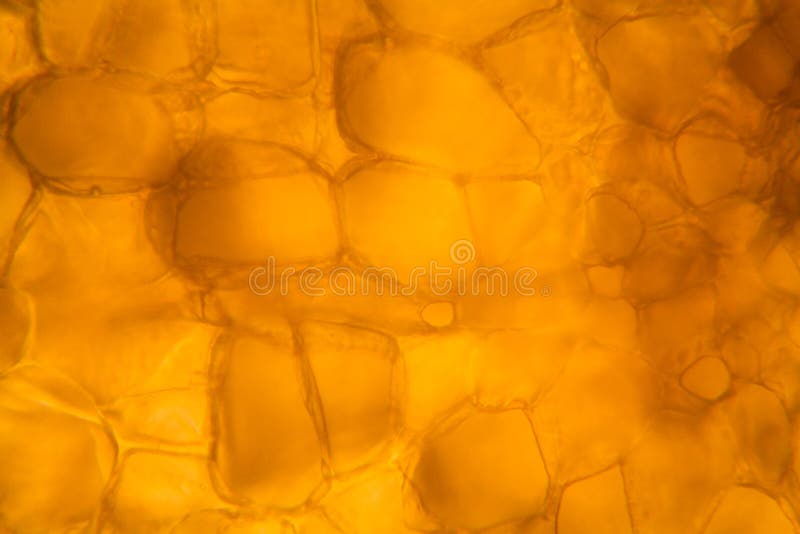 Carrot Cells at the Microscope Stock Photo - Image of natural, carrot ...