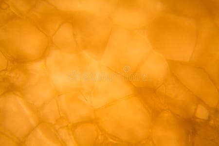 Carrot Cells at the Microscope Stock Image - Image of phloem, plant ...