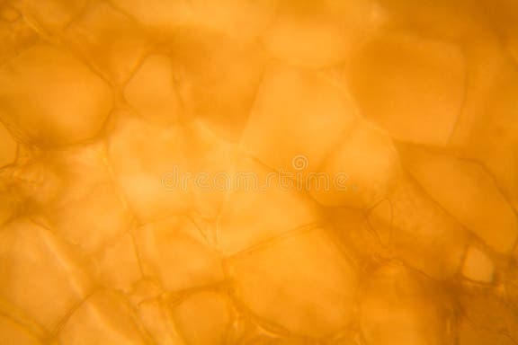 Carrot Cells at the Microscope Stock Image - Image of phloem, plant ...
