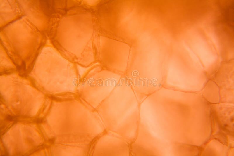 Carrot Cells at the Microscope Stock Photo - Image of microscopic ...