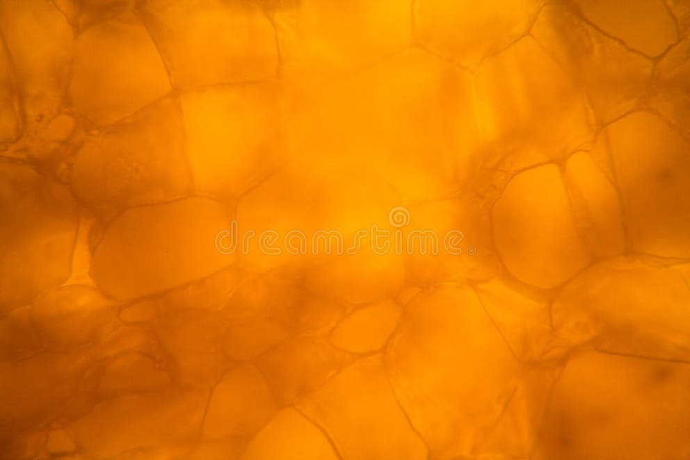 Carrot Cells at the Microscope Stock Photo - Image of beautiful, plant ...