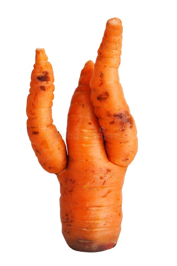 Carrot with curved spikes stock photo. Image of vitamin - 43055672