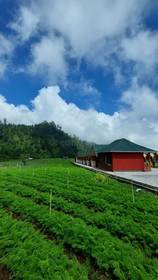 Carrot farm editorial photo. Image of carrot, farm, garden - 278195731