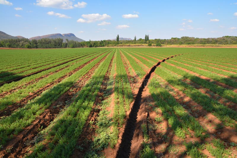 Carrot Farm stock photo. Image of supply, producer, furrow - 46053470