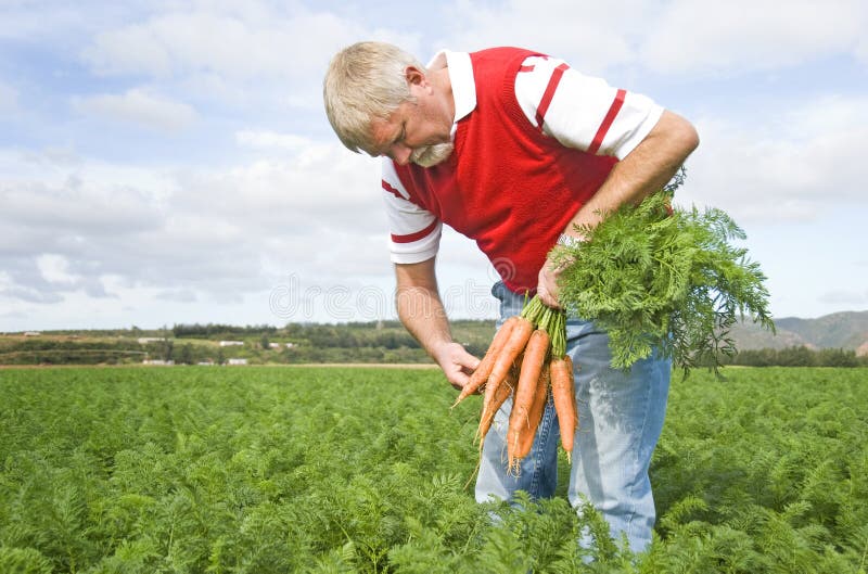 Carrot farmer stock photo. Image of farmer, organic, denim - 8611884