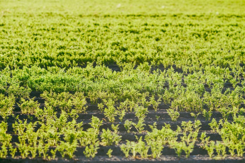 Carrot field stock photo. Image of lines, food, land - 96606210