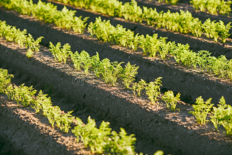Carrot field stock photo. Image of nature, produce, countryside - 96606326