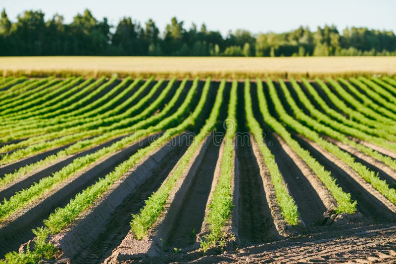 Carrot field stock photo. Image of healthy, harvest, landscape - 96606340