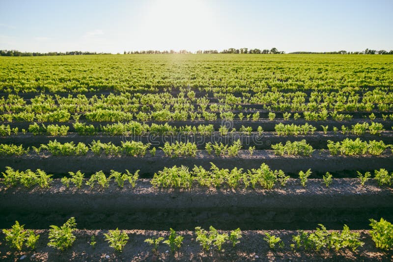 Carrot field stock image. Image of food, plant, carrot - 96606659
