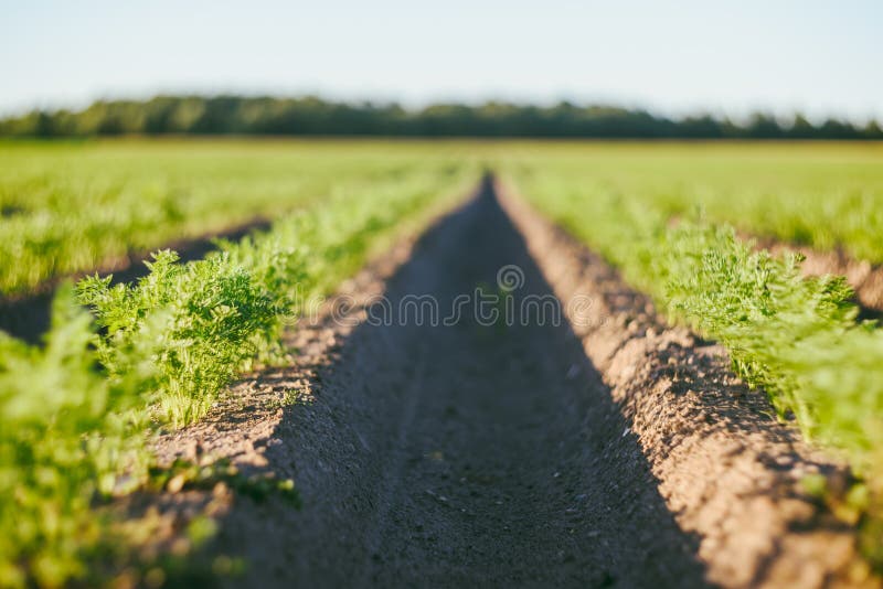 Carrot field stock photo. Image of grow, land, country - 96606736