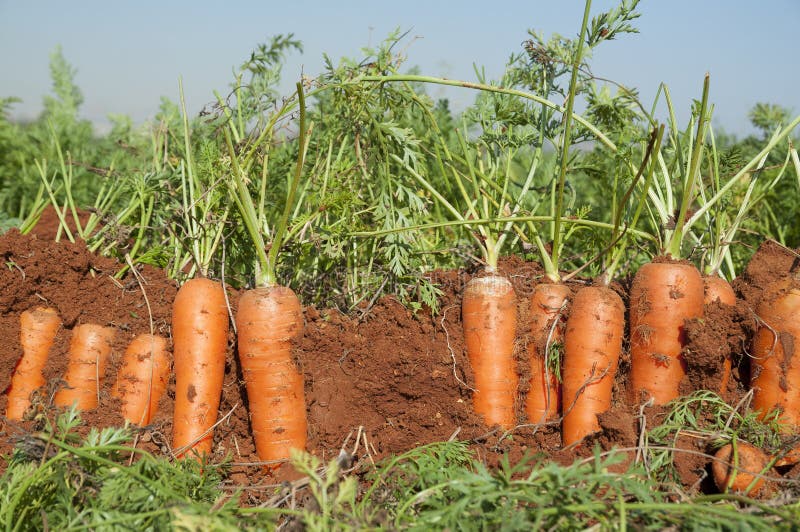 Carrot Field stock photo. Image of orange, cuisines, quantity - 74146478