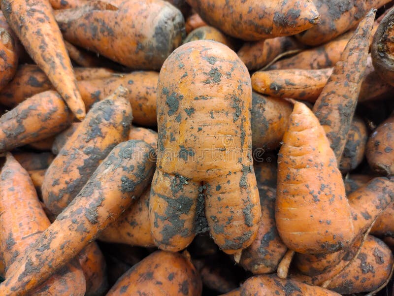 Carrot in the Form of a Man, Anthropomorphic Vegetable Stock Image ...