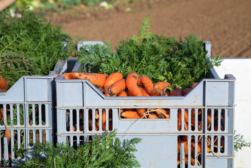 Carrot stock image. Image of cooking, colorful, carrot - 46381269
