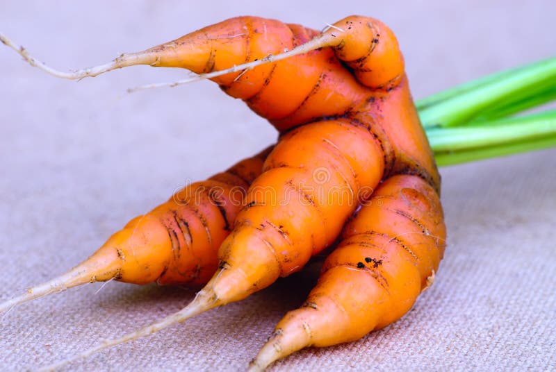 Carrot Fresh Vegetable Group on Grey Background Stock Photo - Image of ...