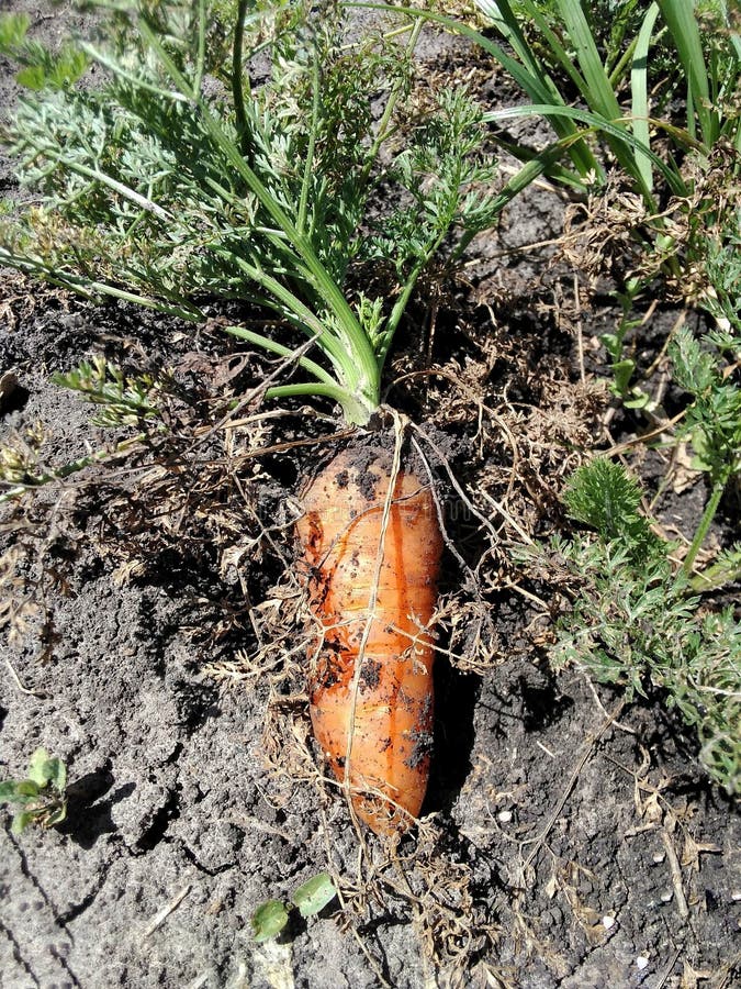 Carrot Freshly Pulled from the Ground Stock Photo - Image of ground ...