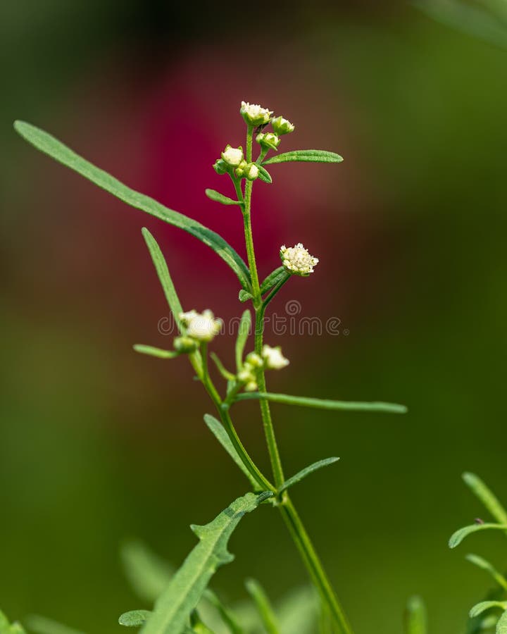 Carrot Grass in Field stock photo. Image of blossom - 202073684
