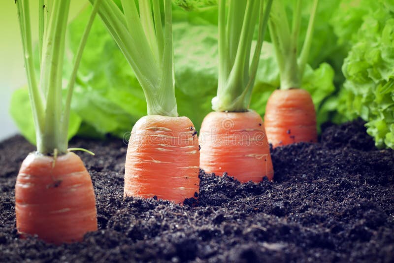 Carrot Growing In The Garden Royalty Free Stock Images - Image: 24199649