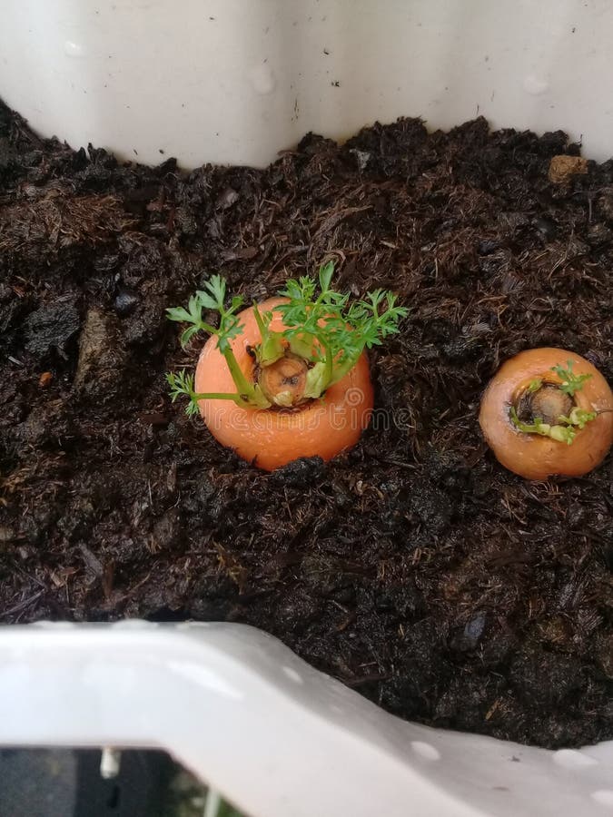 Carrot on Growing Process Pesto Stock Photo - Image of process, pesto ...