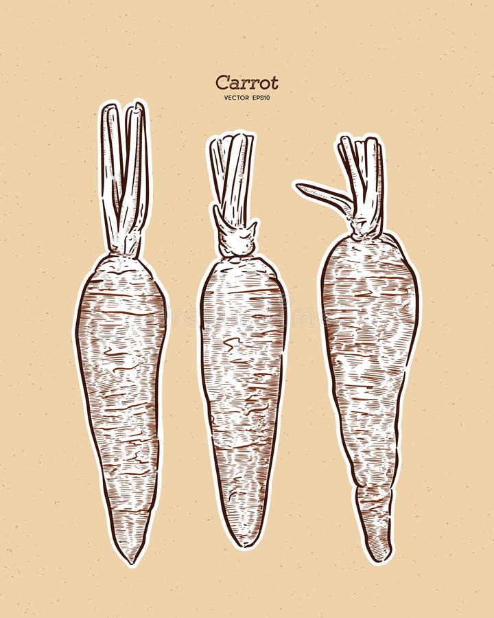Carrot Hand Drawn Vector Illustration Set. Isolated Vegetable Stock ...